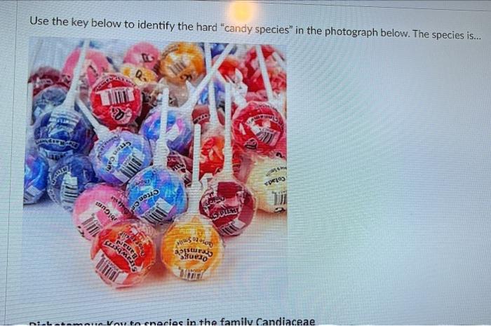 Solved Dichotomous Key to species in the family Candiaceae | Chegg.com