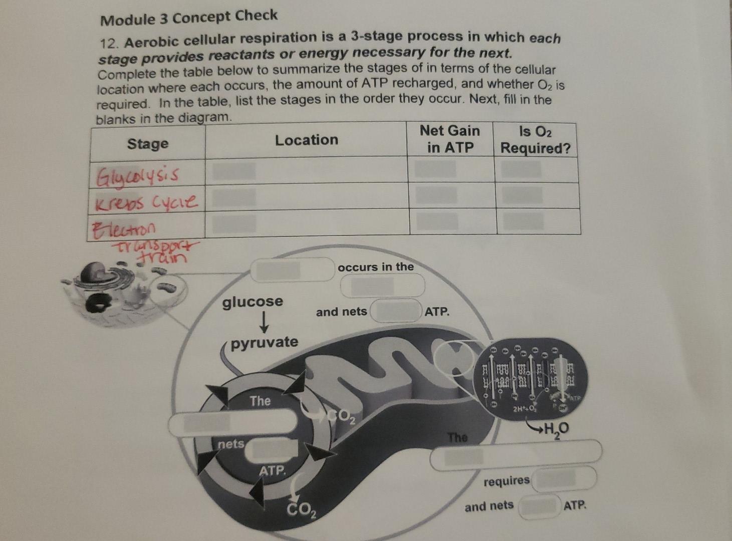 Solved Module 3 Concept Check 12. Aerobic cellular | Chegg.com