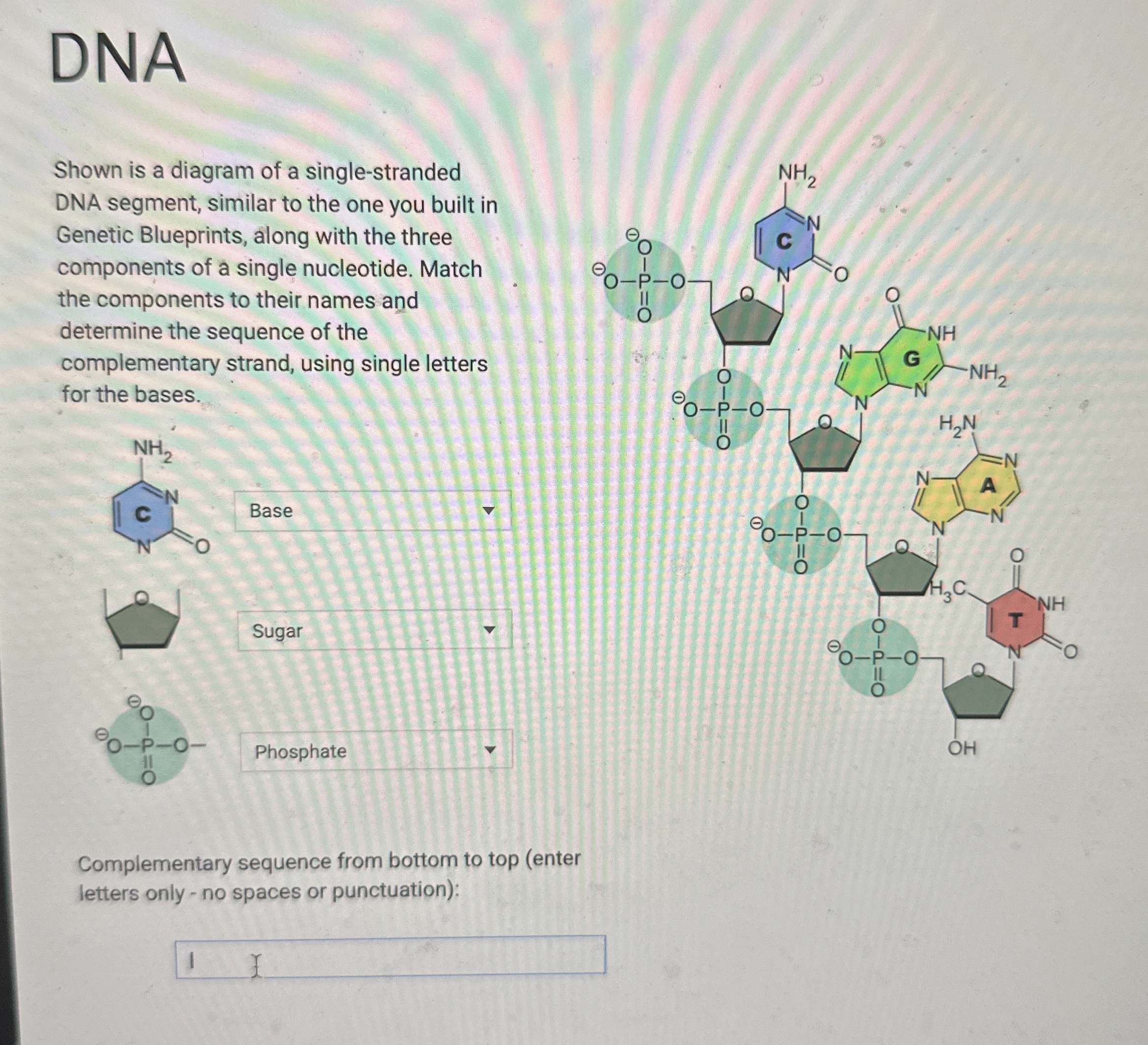 Solved DNAShown is a diagram of a single-stranded DNA | Chegg.com