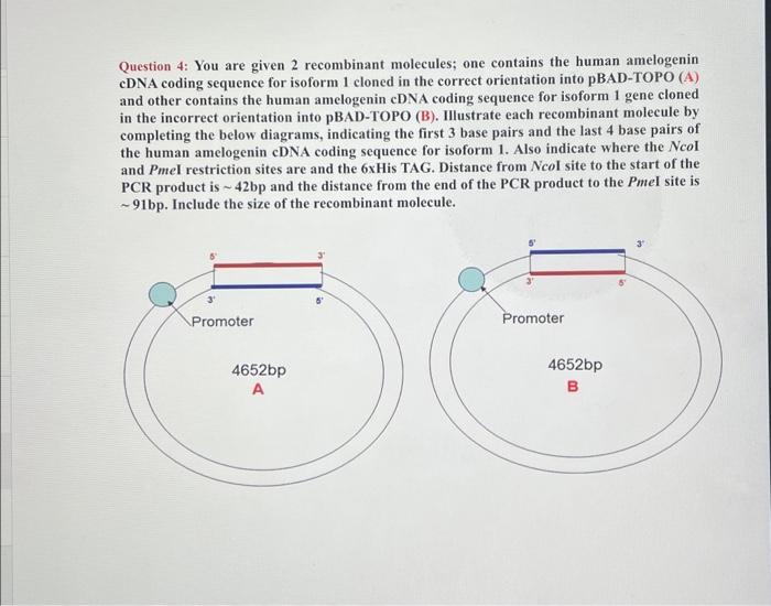 Solved Question 4: You are given 2 recombinant molecules; | Chegg.com