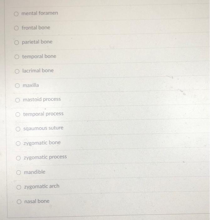Solved mental foramen frontal bone parietal bone temporal | Chegg.com