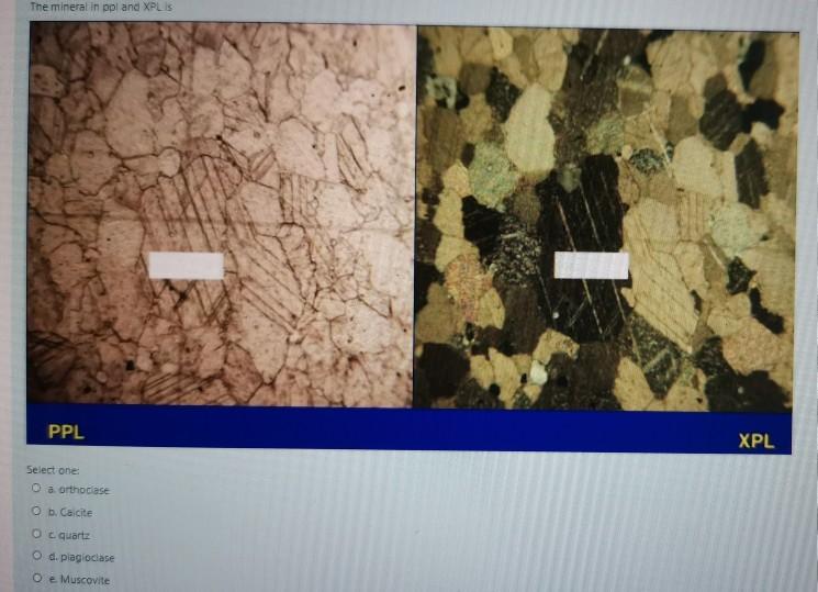 Solved The mineral in ppl and XPLIS PPL XPL Select one O a | Chegg.com