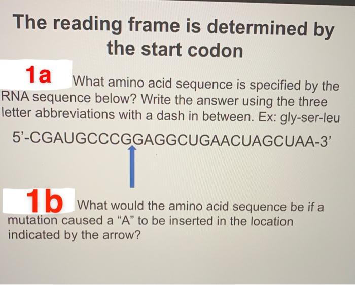 Solved The reading frame is determined by the start codon 1a | Chegg.com
