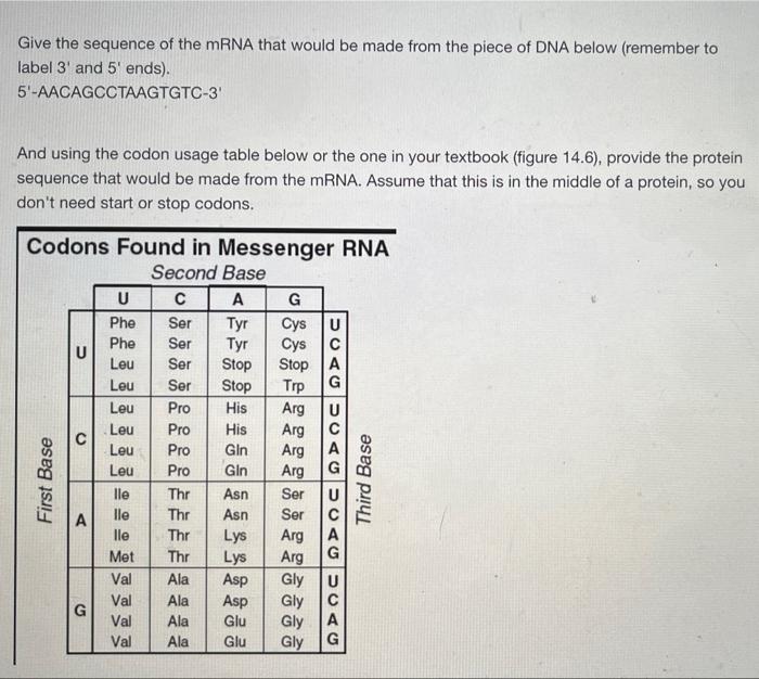 Solved Give the sequence of the mRNA that would be made from | Chegg.com