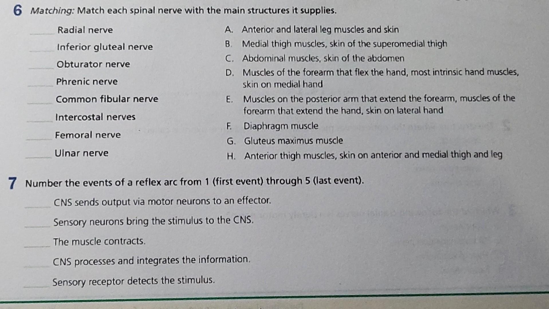 Solved 6 Matching: Match each spinal nerve with the main | Chegg.com