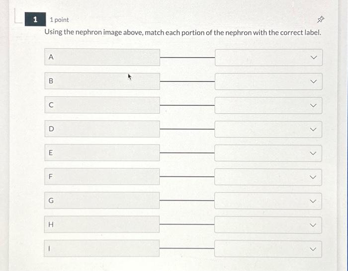 Solved 1 1 point Using the nephron image above, match each | Chegg.com
