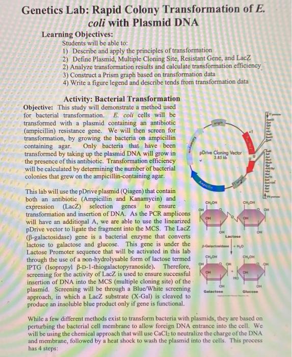 Solved Genetics Lab: Rapid Colony Transformation of E. coli | Chegg.com