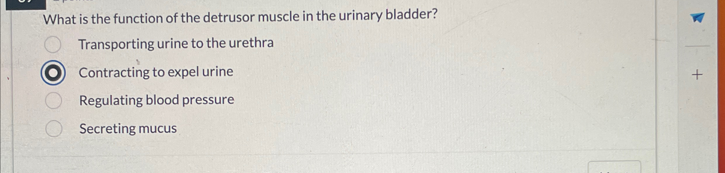 Solved What is the function of the detrusor muscle in the | Chegg.com