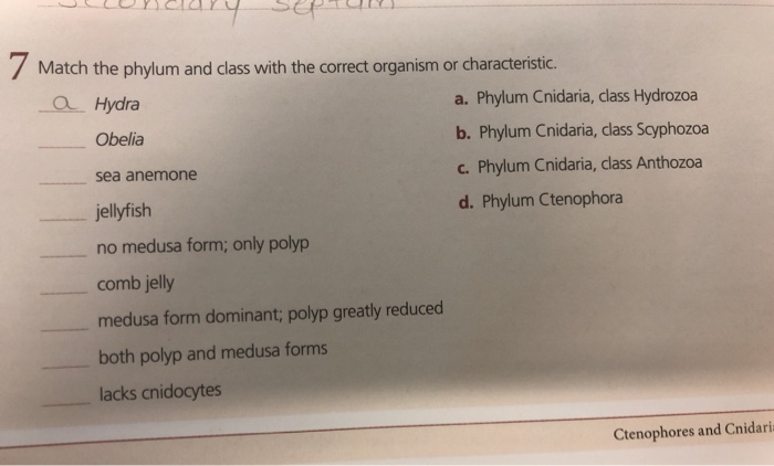 Solved / Match the phylum and class with the correct | Chegg.com