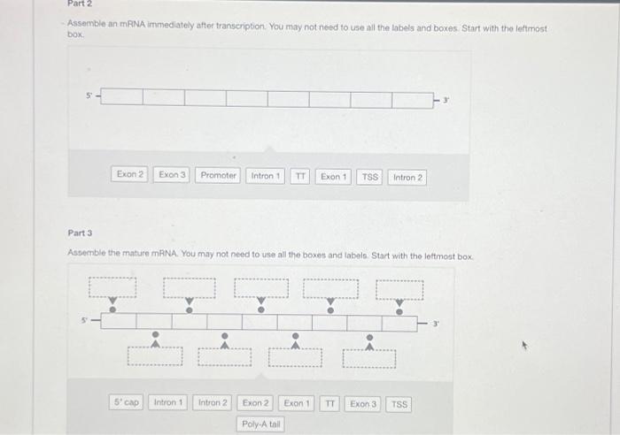 Solved Label this diagram of a gene. Assemble an mRNA | Chegg.com