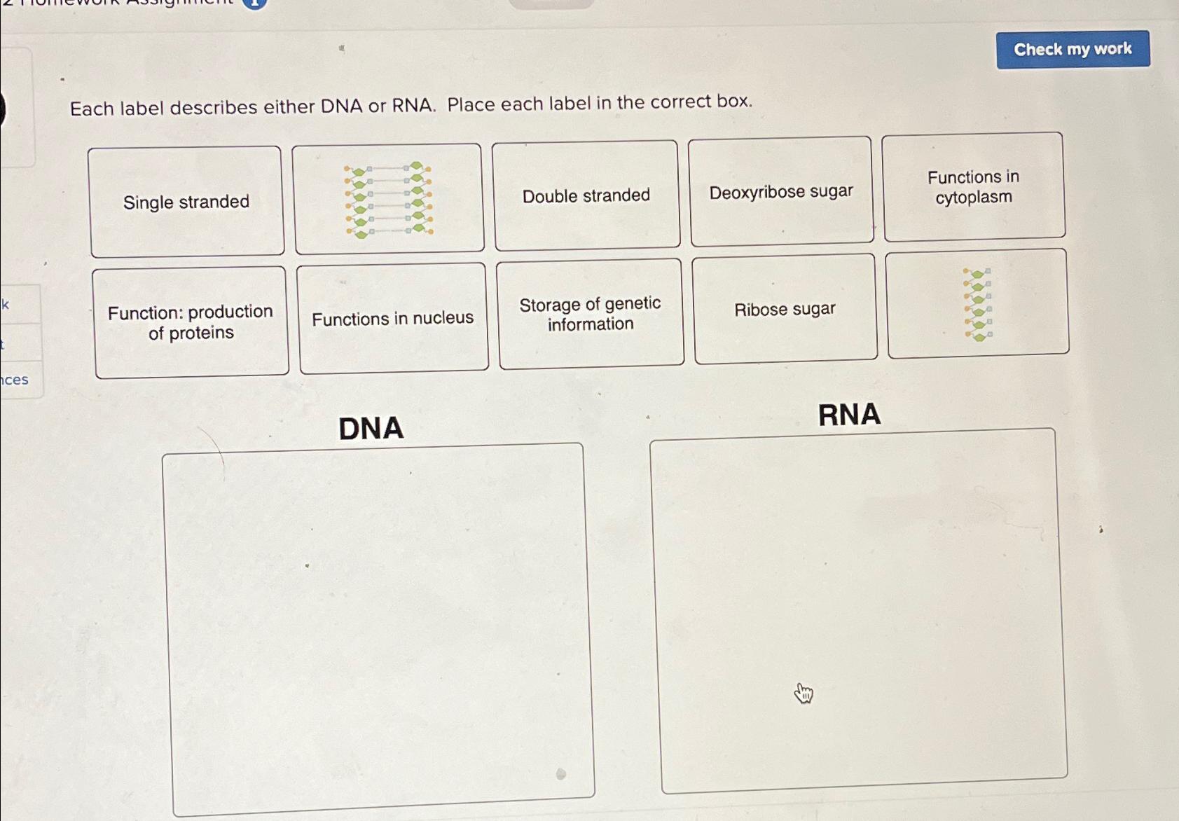 Solved Each label describes either DNA or RNA. Place each | Chegg.com