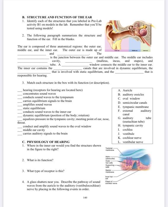 Solved B. STRUCTURE AND FUNCTION OF THE EAR 1. Identify each | Chegg.com