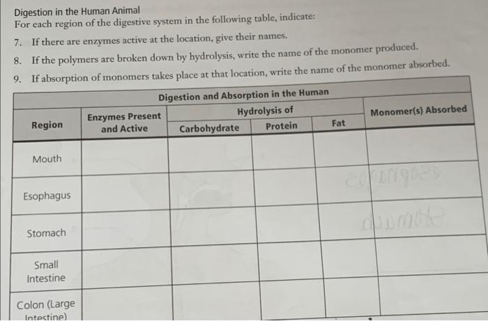 Solved Digestion in the Human Animal For each region of the | Chegg.com