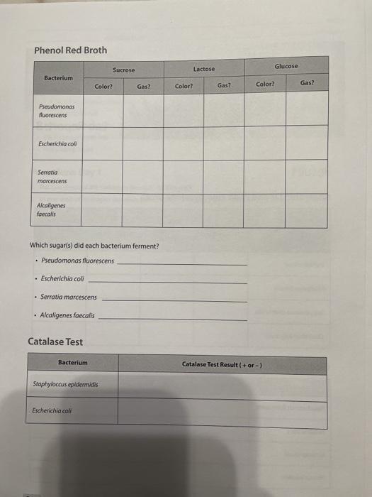 Solved Phenol Red Broth Glucose Sucrose Lactose Bacterium | Chegg.com