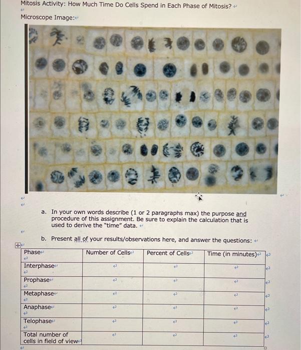 Solved Mitosis Activity: How Much Time Do Cells Spend in | Chegg.com