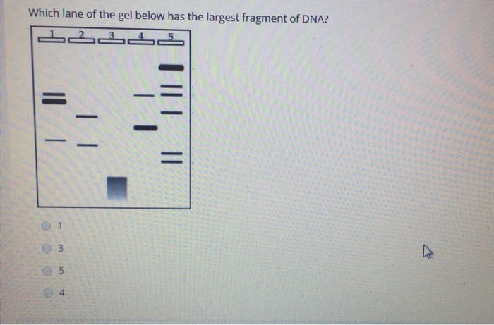 Solved Which lane of the gel below has the largest fragment | Chegg.com