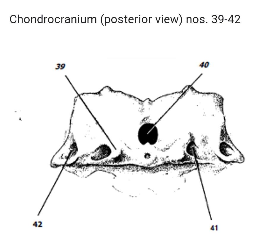 Solved Chondrocranium (dorsal view) nos. 12−24Chondrocranium | Chegg.com