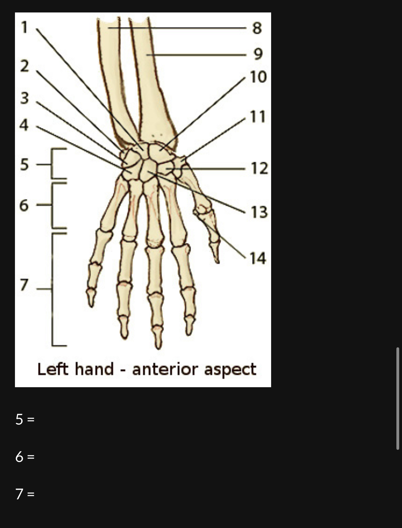 Solved Left hand - ﻿anterior aspect5=6=7= ﻿Identify | Chegg.com