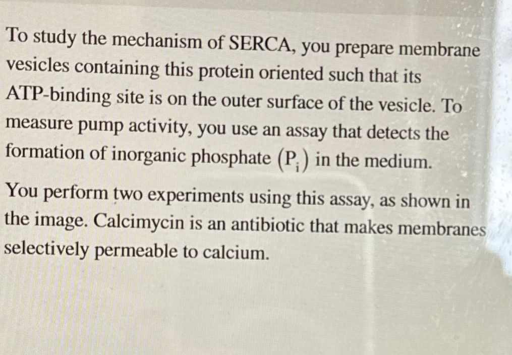 Solved To study the mechanism of SERCA, you prepare membrane | Chegg.com