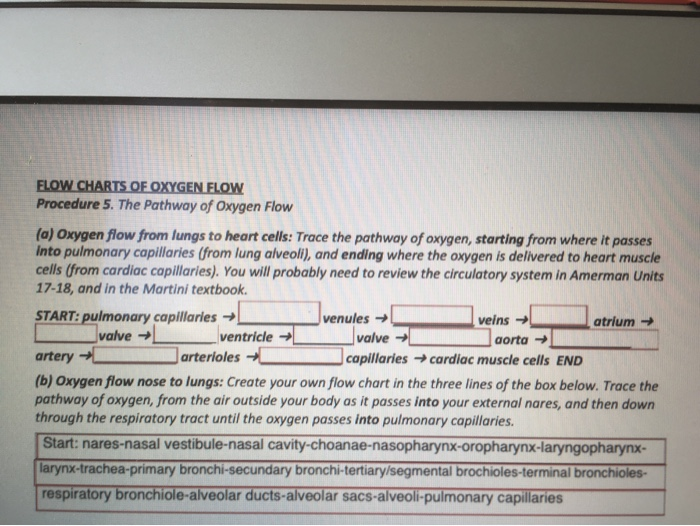 FLOW CHARTS OF OXYGEN FLOW Procedure 5. The Pathway | Chegg.com