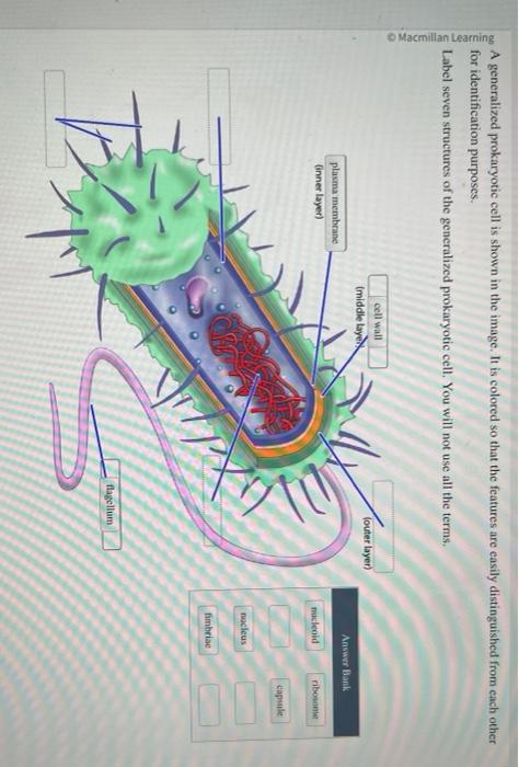 Solved A generalized prokaryotic cell is shown in the image. | Chegg.com
