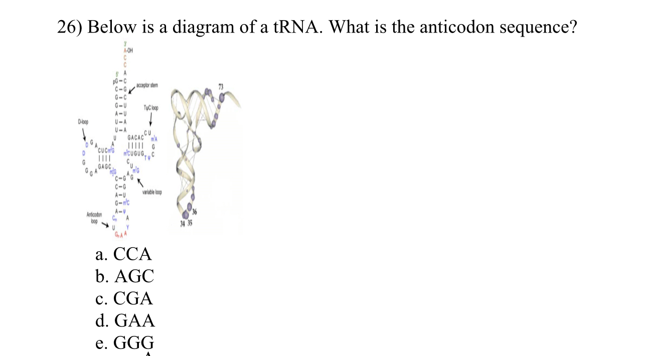 Solved Below is a diagram of a tRNA. What is the anticodon | Chegg.com
