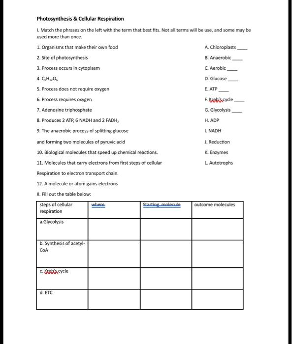 Solved Photosynthesis \& Cellular Respiration 1. Match the | Chegg.com
