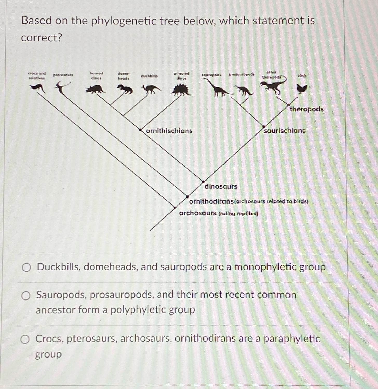 Solved Based on the phylogenetic tree below, which statement | Chegg.com
