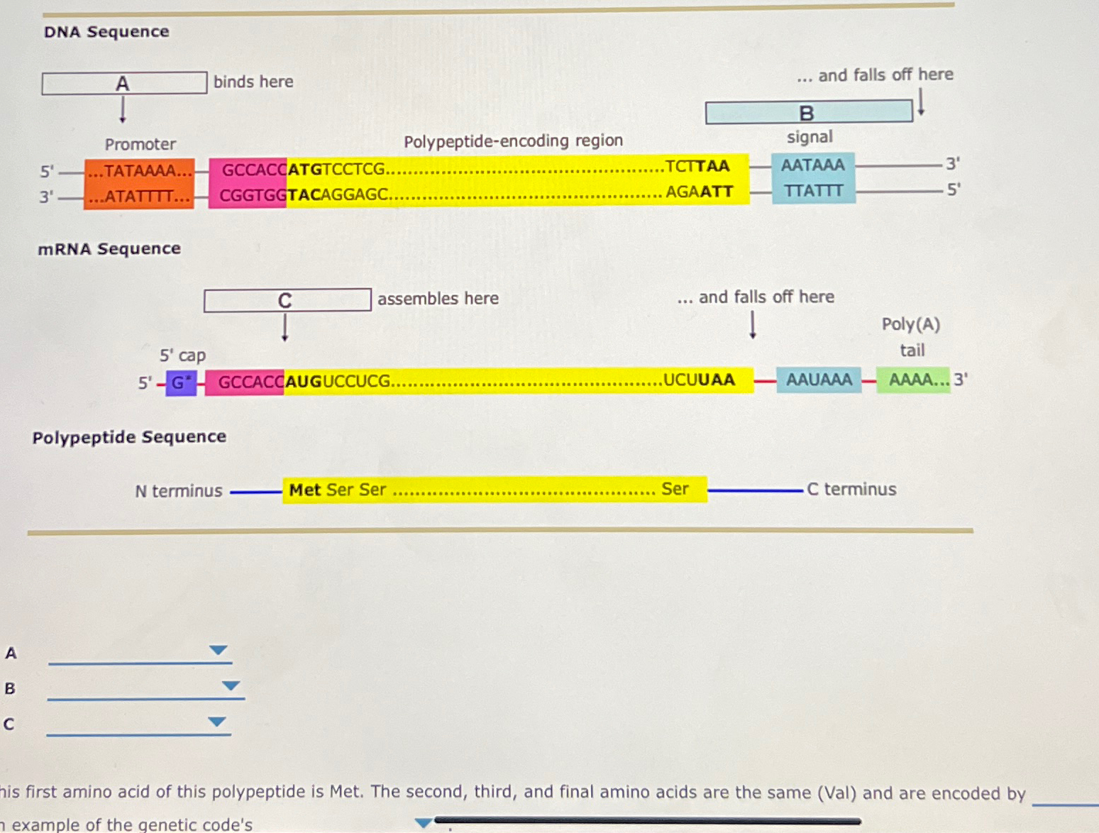 Solved DNA Sequencebinds hereand falls off heremRNA | Chegg.com