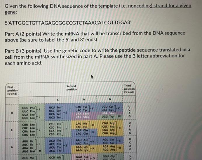 Solved Given the following DNA sequence of the template | Chegg.com