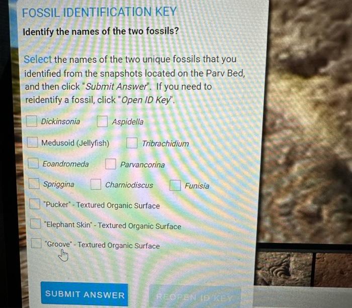 Solved dentify the names of the two fossils? Select the | Chegg.com