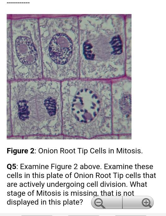 Solved Figure 2: Onion Root Tip Cells in Mitosis. Q5: | Chegg.com