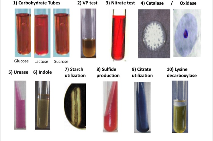 Solved Question: Use the image below to indicate if each | Chegg.com