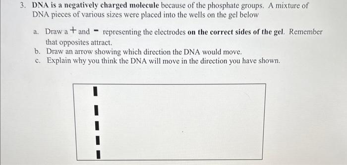Solved 3. DNA is a negatively charged molecule because of | Chegg.com