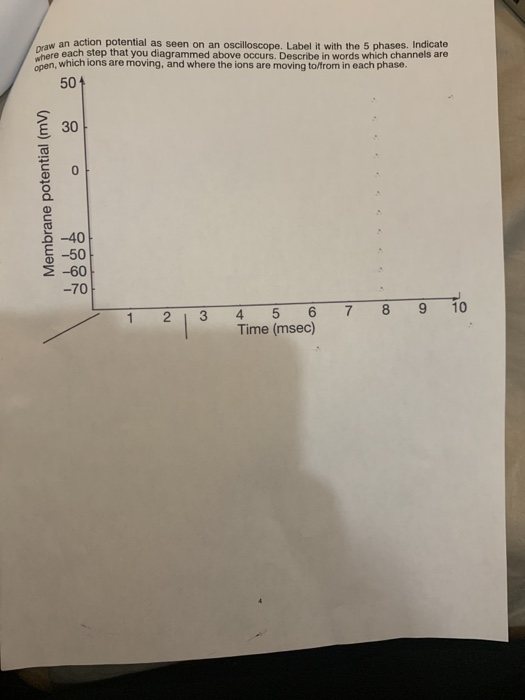 Solved Action Potential Learn Sheet Describe in words what | Chegg.com