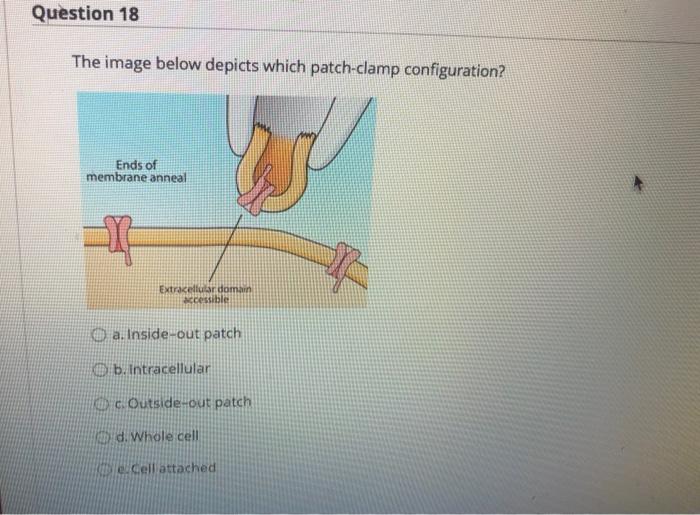 Solved The image below depicts which patch-clamp | Chegg.com