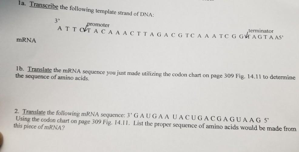 Solved 1a. Transcribe the following template strand of DNA: | Chegg.com