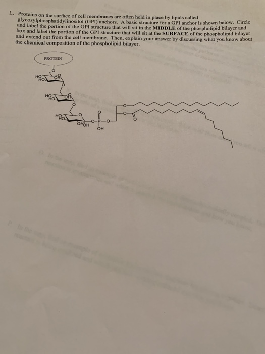 Solved Label GPI structure on middle and surface of the | Chegg.com