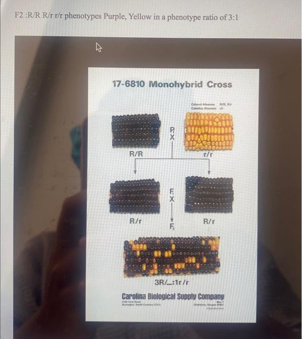 Solved Protocol 2: 1. Observe the image of a cob of corn in | Chegg.com