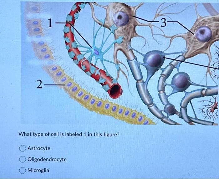 Solved What type of cell is labeled 1 in this figure? | Chegg.com