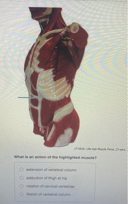 Solved LT-VA16. Life-size Muscle Torso, 27 part, What is an | Chegg.com