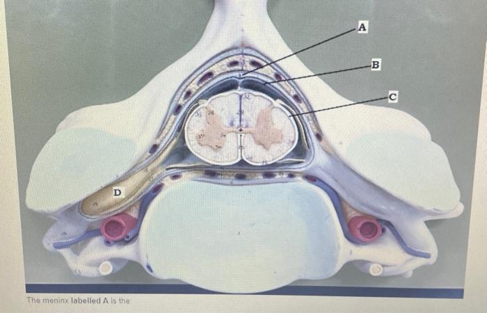 Solved А B с D The meninx labelled A is the | Chegg.com