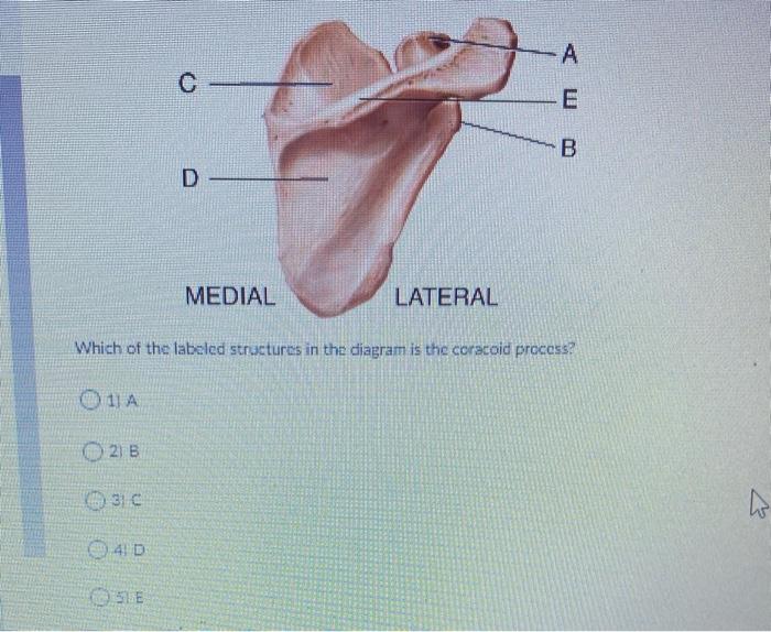 Solved А с E B D MEDIAL LATERAL Which of the labeled | Chegg.com