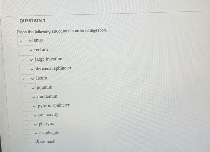 Place the following structures in order of digestion. | Chegg.com