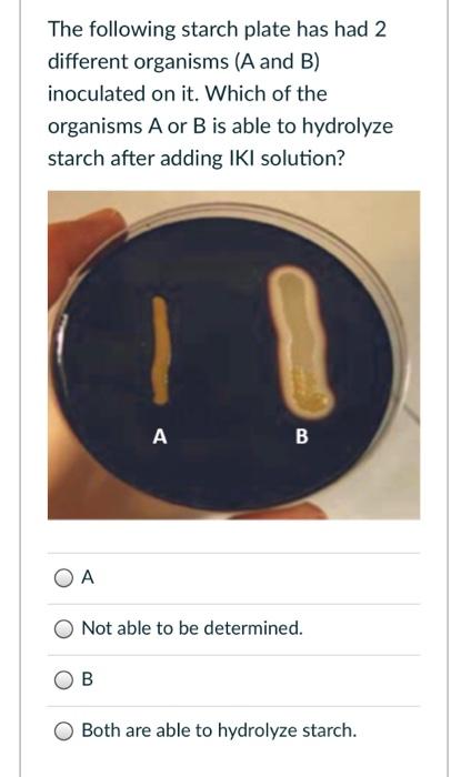 Solved The following starch plate has had 2 different | Chegg.com