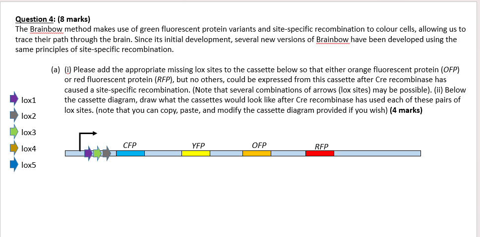 Solved Question 4: (8 ﻿marks)The Brainbow method makes use | Chegg.com