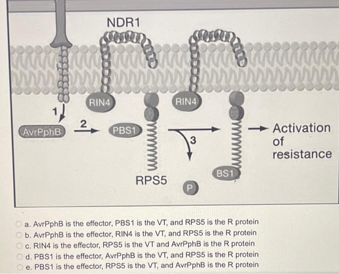 Solved In the following figure, an effector/Avr, R, and VT | Chegg.com