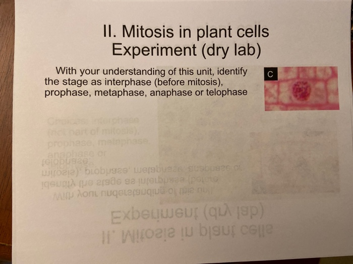 Solved II. Mitosis in plant cells Experiment (dry lab) The | Chegg.com