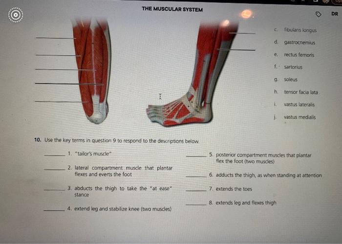 Solved Muscles of the Lower Limb 9. Using the terms from the | Chegg.com
