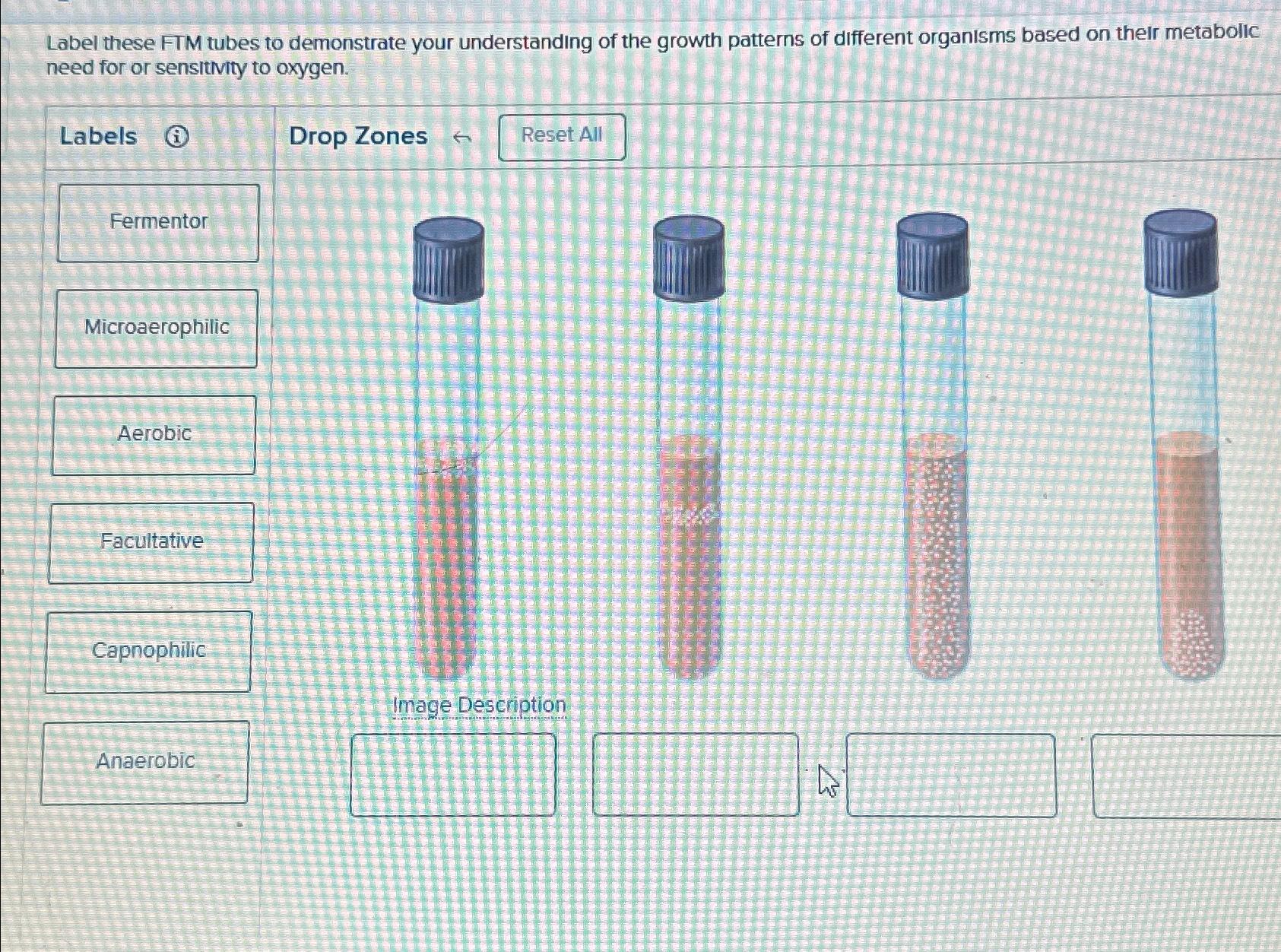 Solved Label these FTM tubes to demonstrate your | Chegg.com Solved Label these FTM tubes to demonstrate your | Chegg.com
